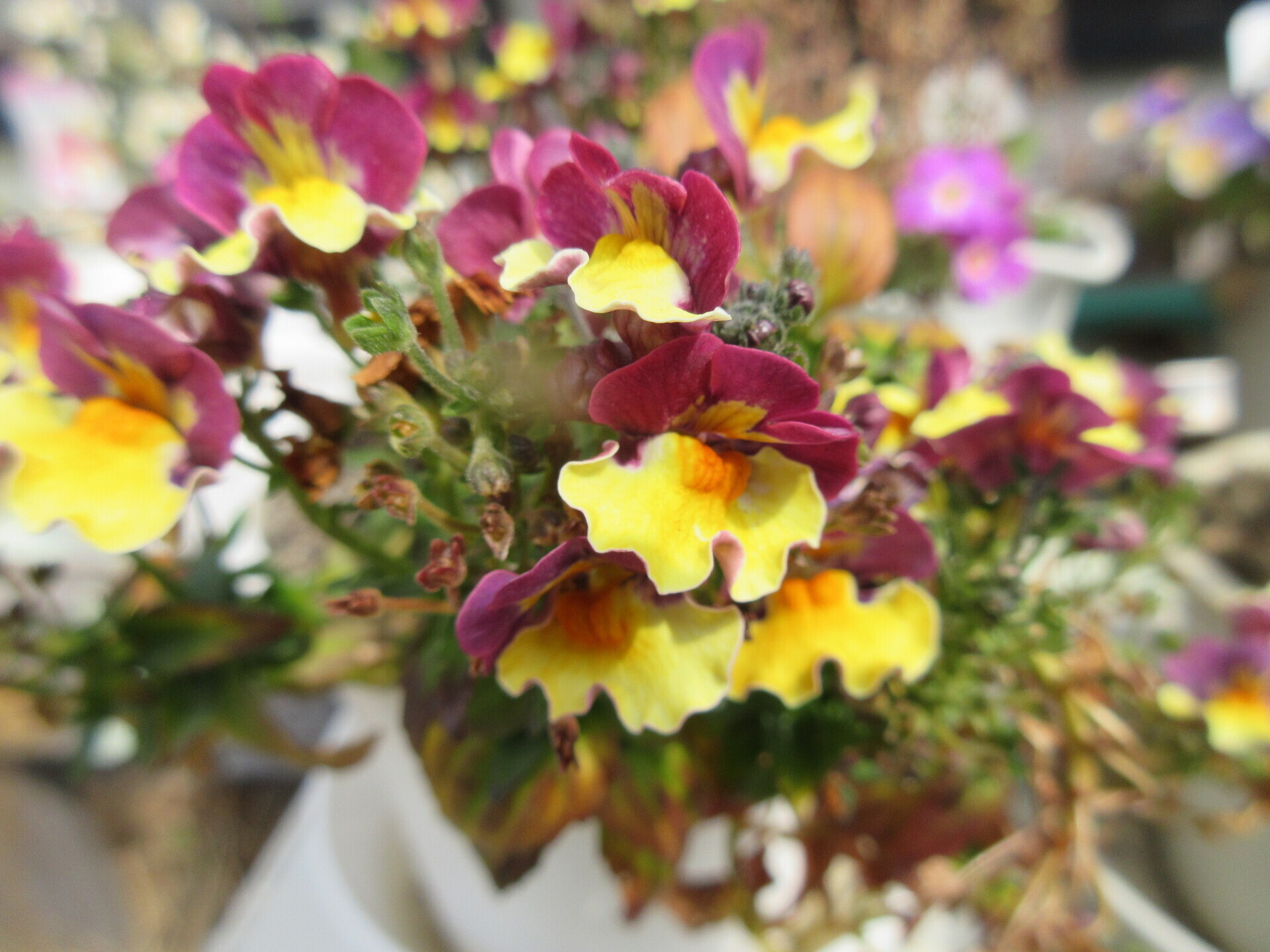 花かんざし、満開に咲く。。: のんのんじいの徒然日記